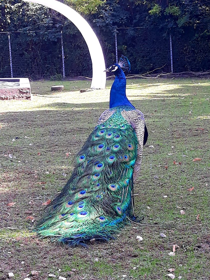 Afrika Múzeum és vadaspark - Balaton Televízió - Csatorna, hír- és ...
